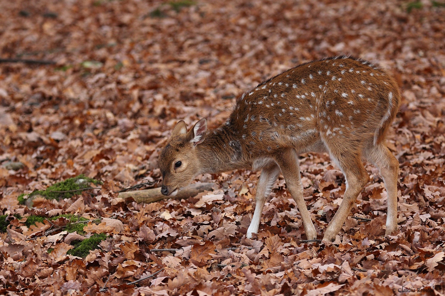 Tarnung... (Forum für Naturfotografen)