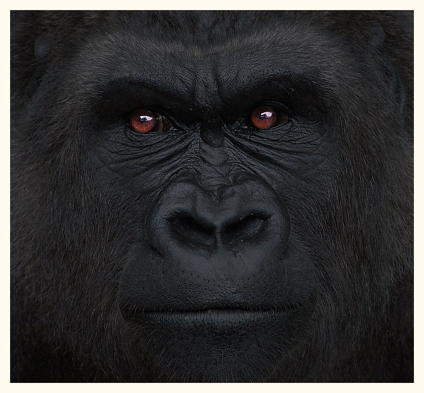 :: Gorilla :: (Forum für Naturfotografen)