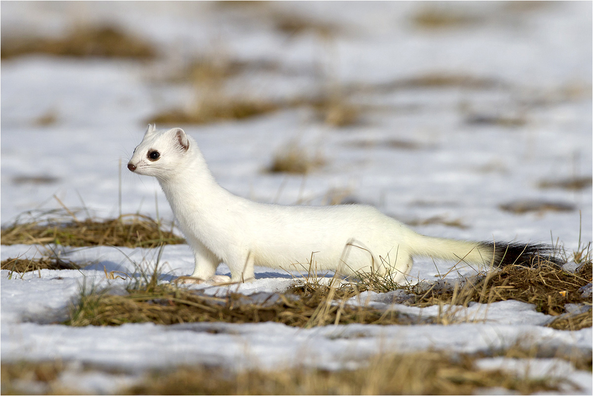 Hermelin (Forum für Naturfotografen)
