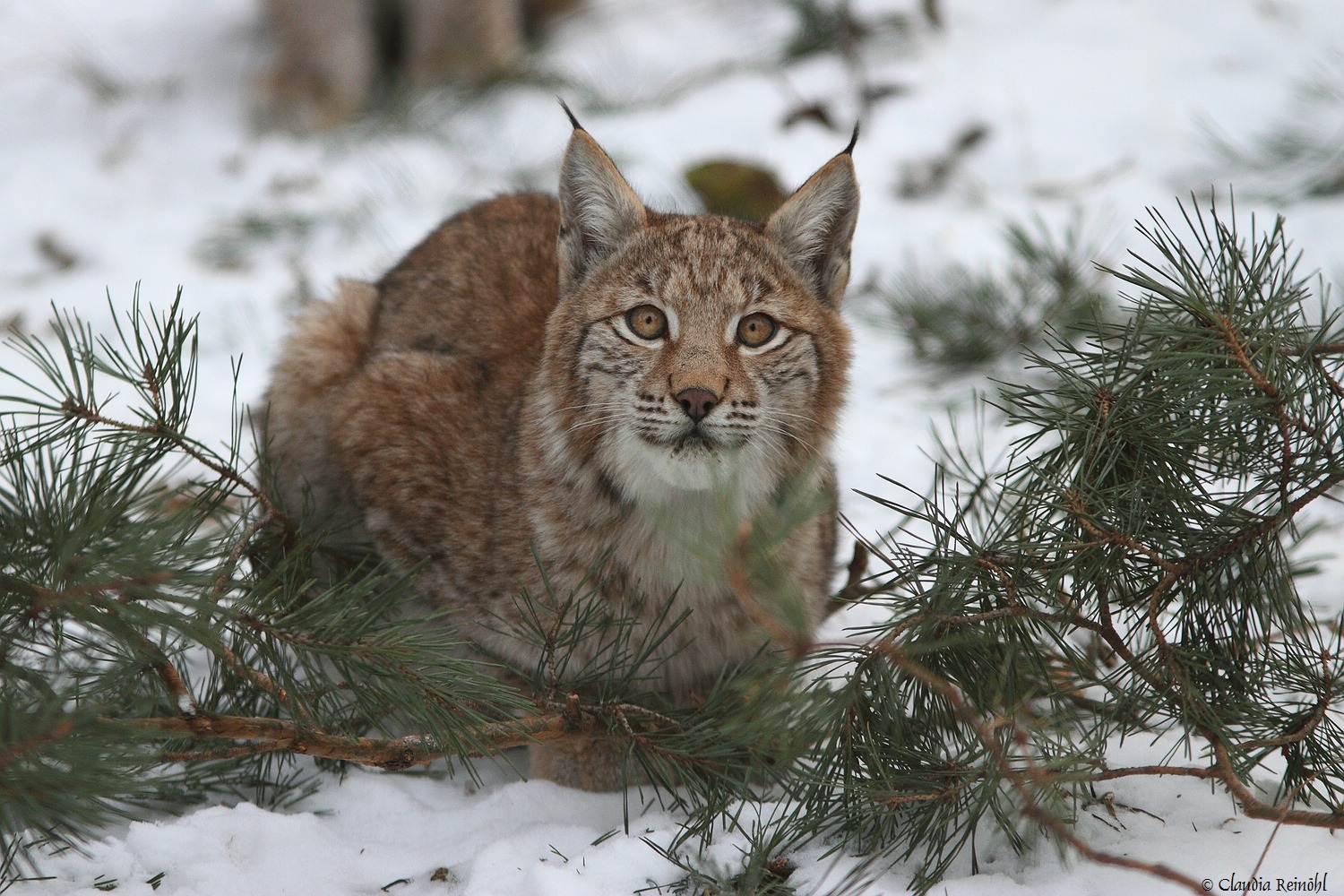 Luchsjunges (Forum für Naturfotografen)