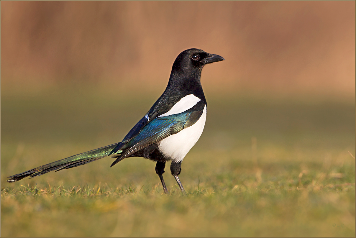 „Elster ohne Schnee“ (Forum für Naturfotografen)