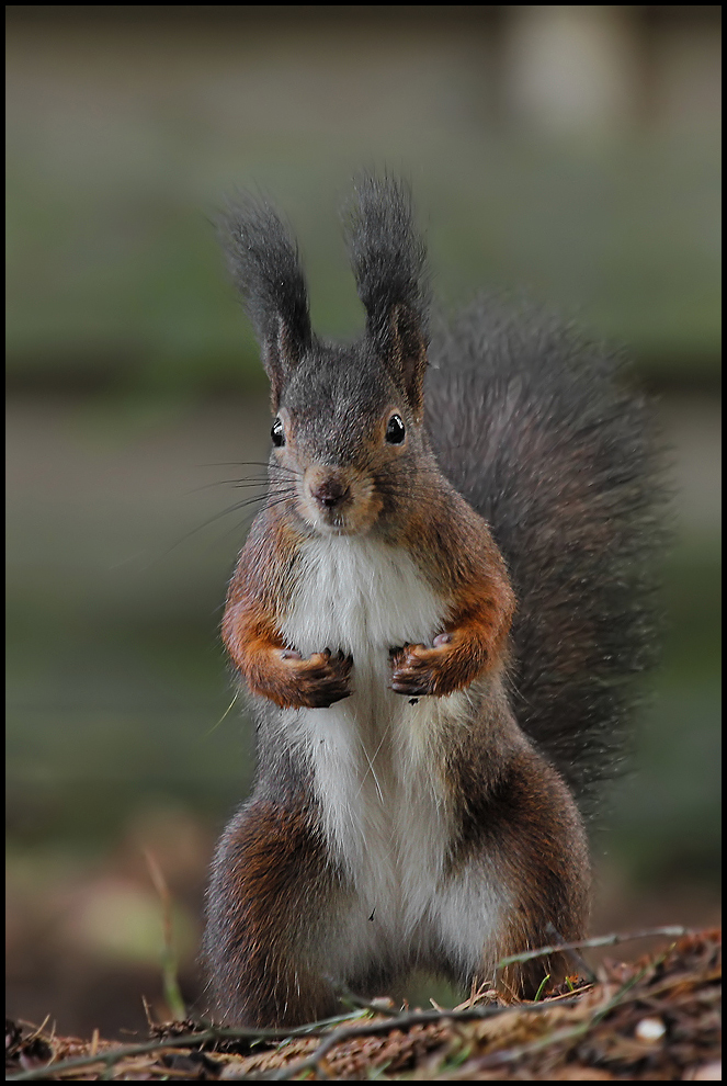 Tierbild des Monats Februar 2012 (Forum für Naturfotografen)