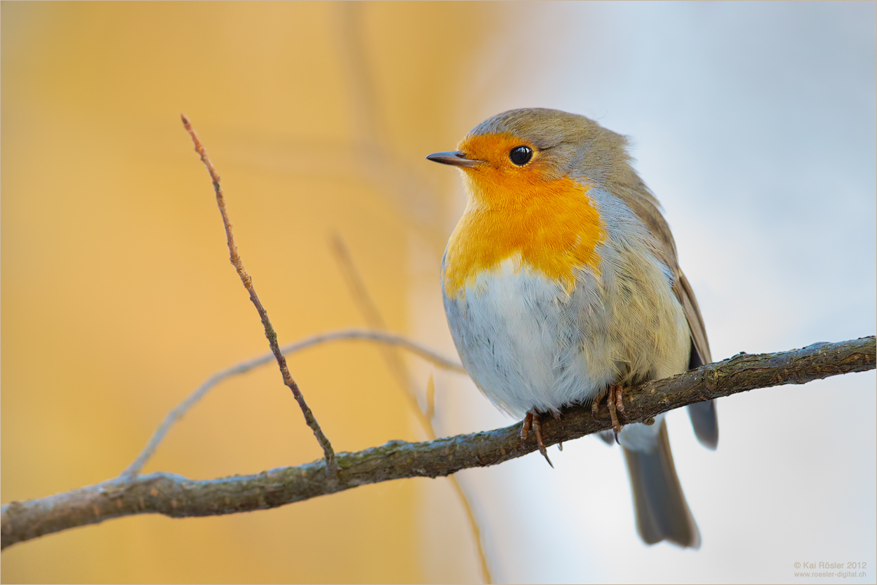 Rotkehlchen (Forum für Naturfotografen)