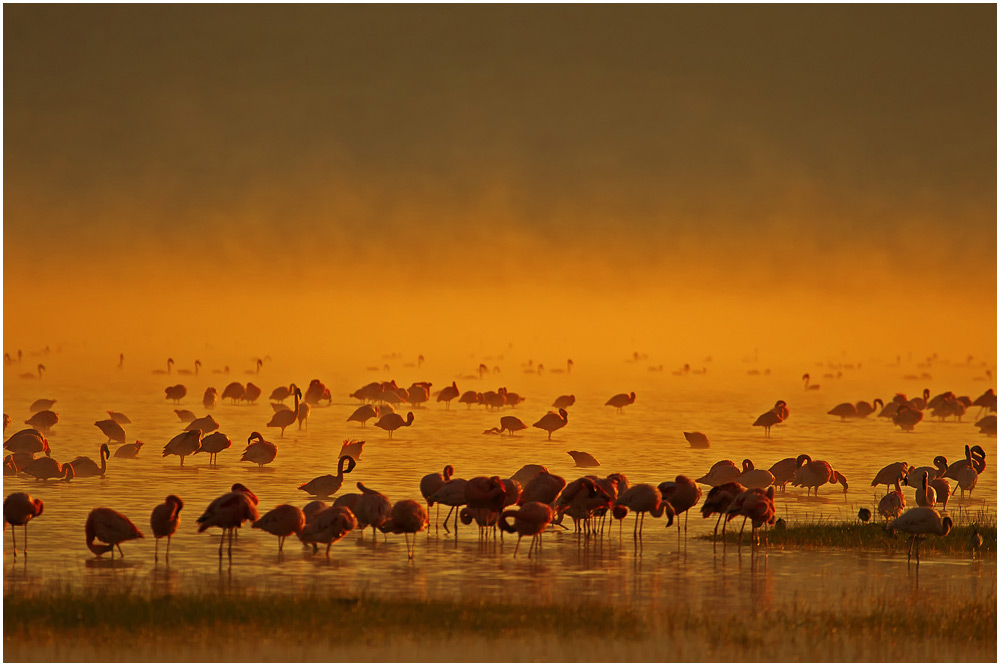 Landschaft im Nebel (Forum für Naturfotografen)