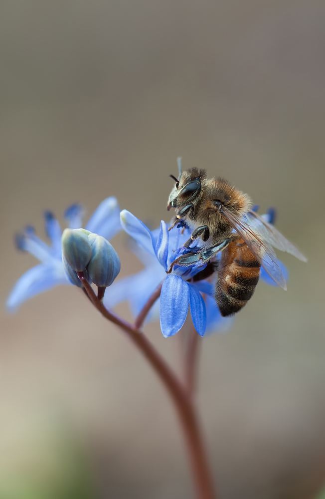 Kleiner Eisvogel - Limenitis camilla - Raupe im Hibernaculum (Forum für ...