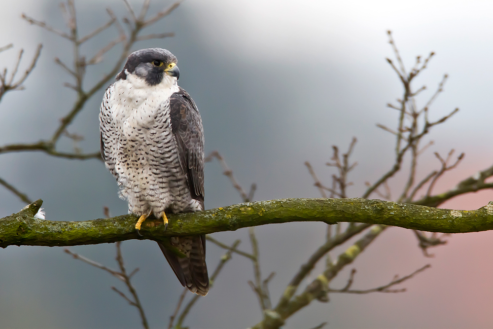Wanderfalke II (Forum für Naturfotografen)