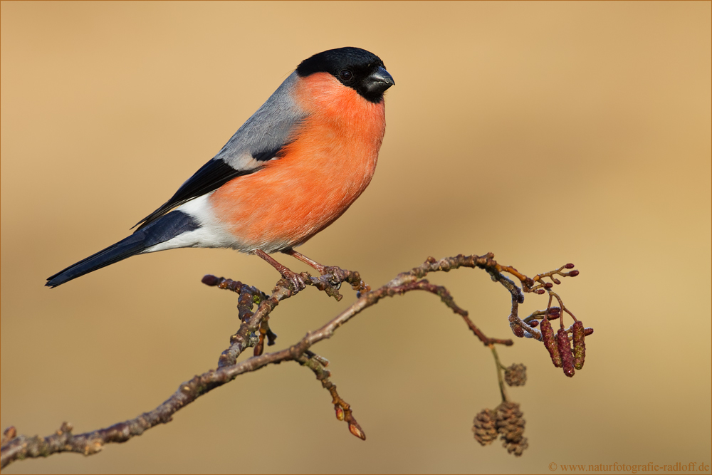 ~Pyrrhula pyrrhula~ (Forum für Naturfotografen)