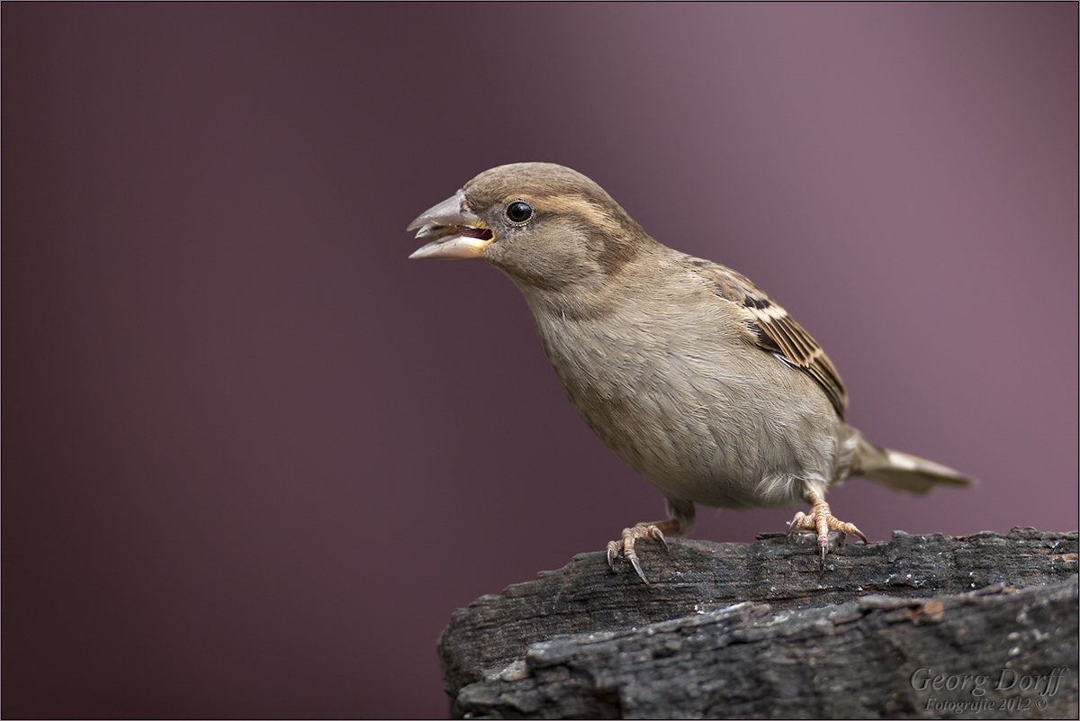 Selbst ein Spatz… (Forum für Naturfotografen)