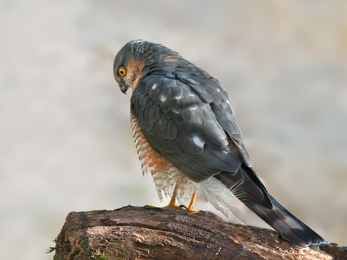 Sperber (Forum für Naturfotografen)