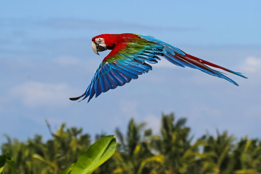 Ara im Flug (Forum für Naturfotografen)