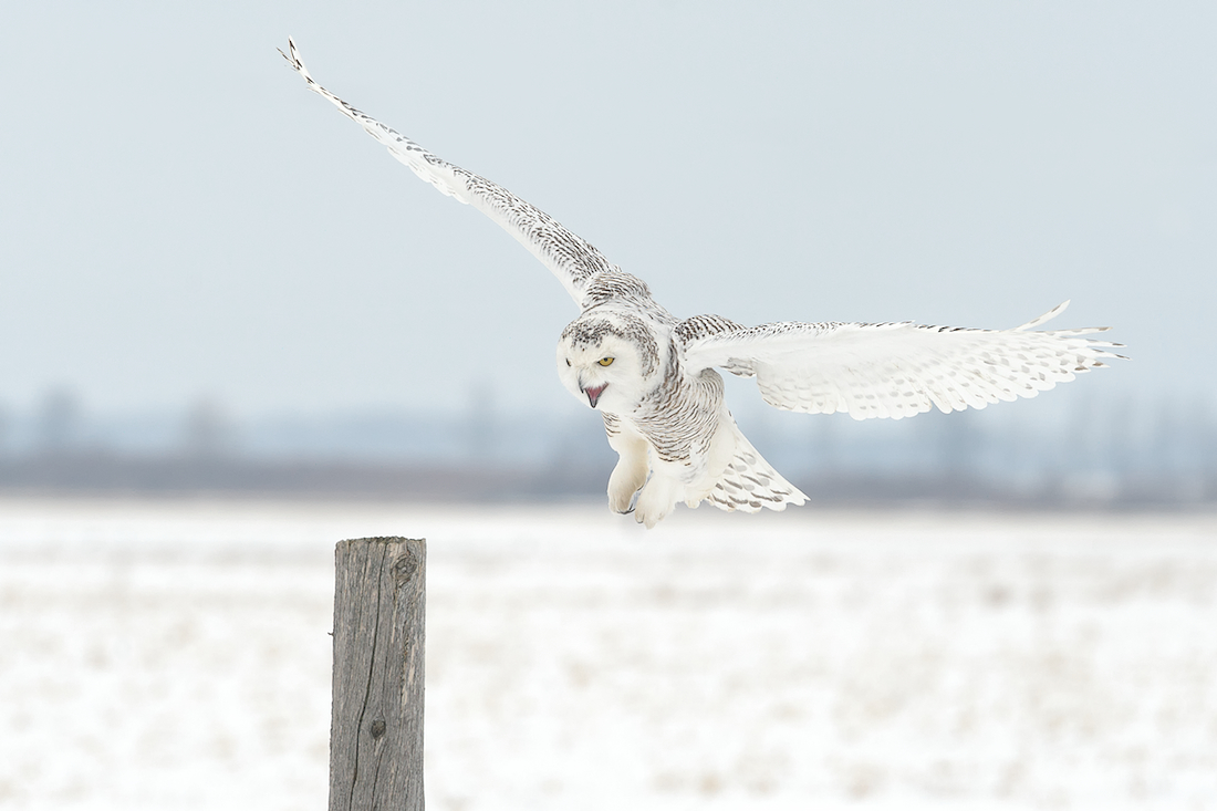 Schnee-Eule (Forum für Naturfotografen)