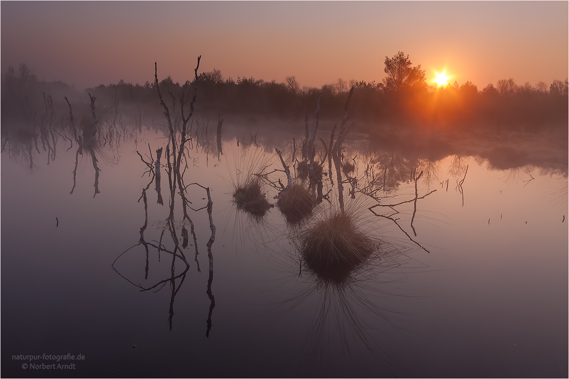 Im Moor (Forum für Naturfotografen)