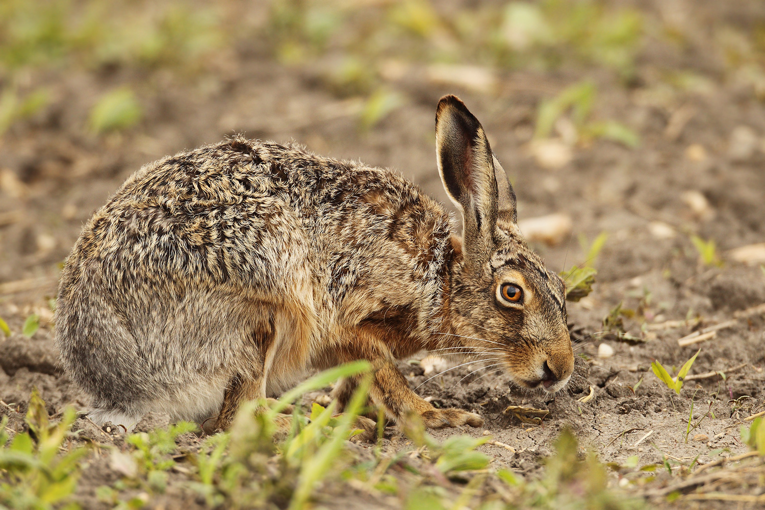 Kleiner Hase.. (Forum für Naturfotografen)