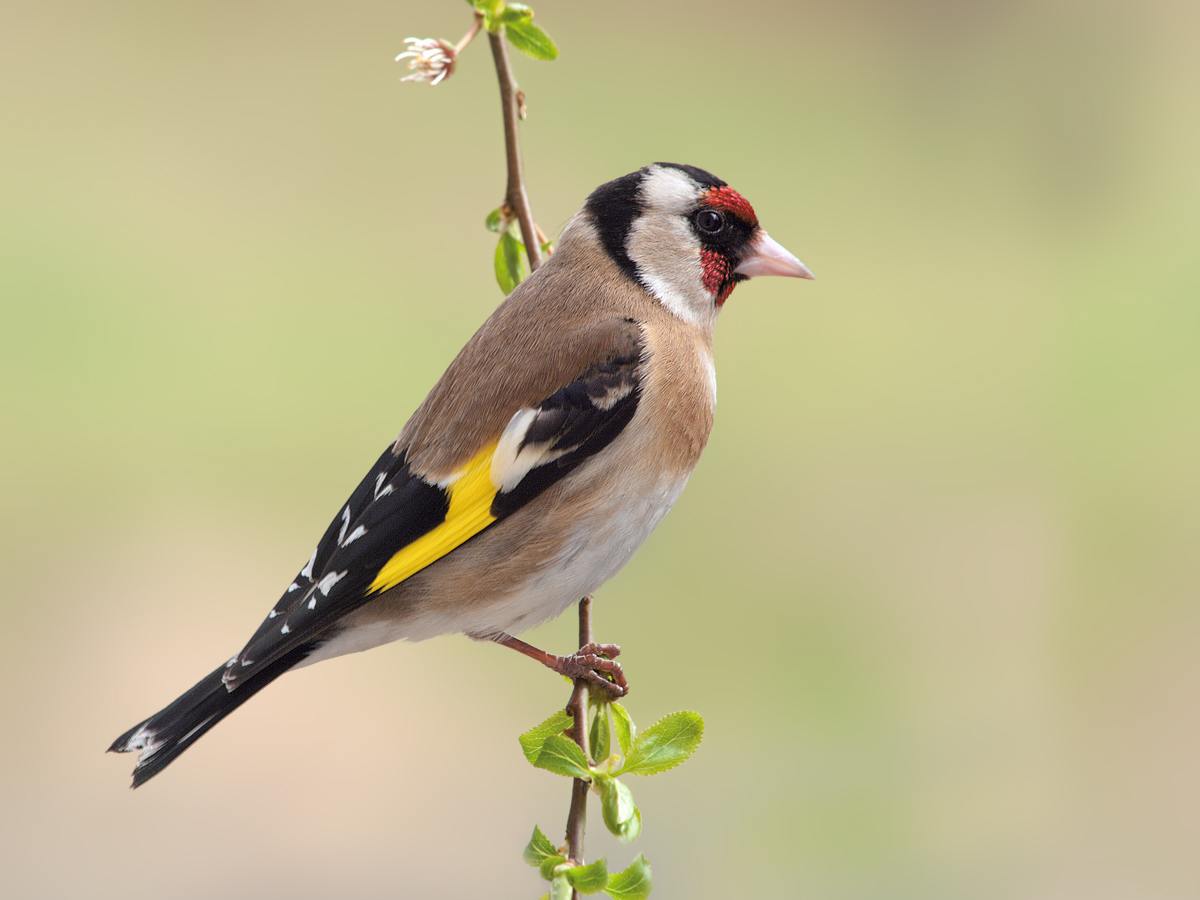 Distelfink (Forum für Naturfotografen)