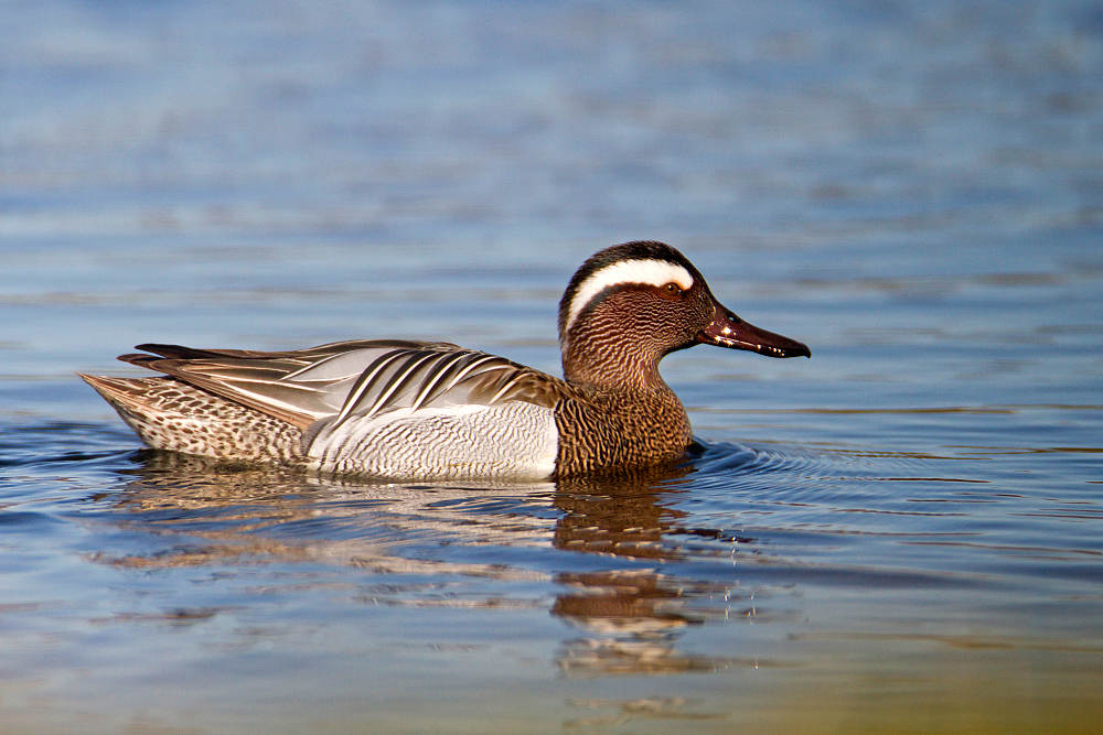 Knäkente ♂ (Anas querquedula) (Forum für Naturfotografen)