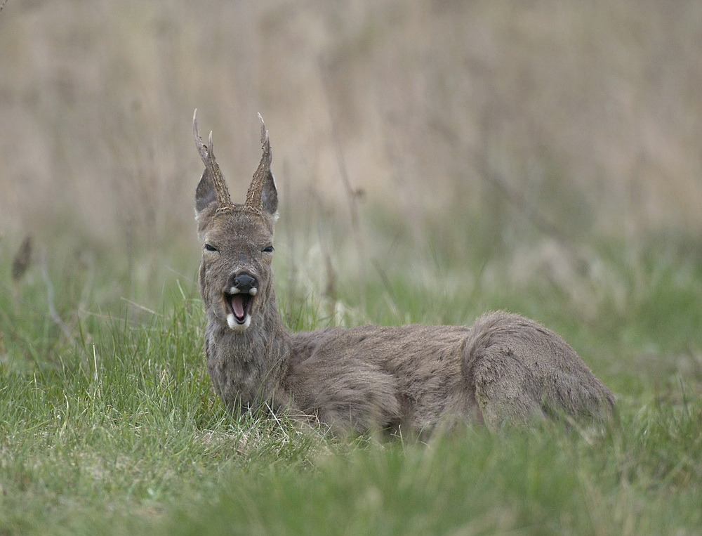ääähh...immer mit der Ruhe..." (Forum für Naturfotografen)