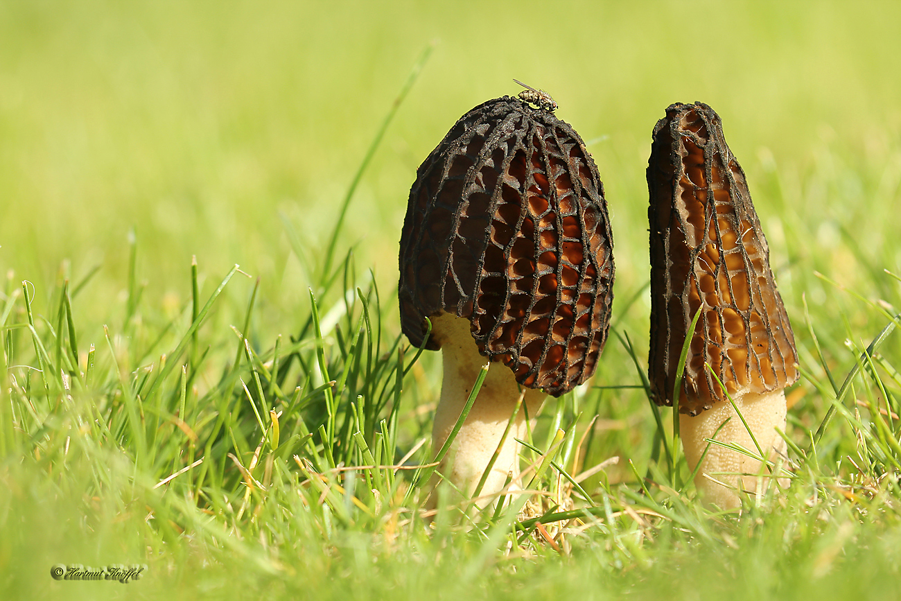 Morcheln (Forum für Naturfotografen)