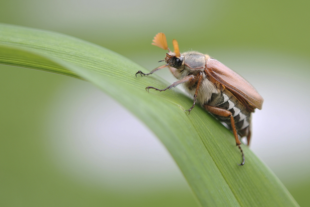 Maikäfer (Forum für Naturfotografen)