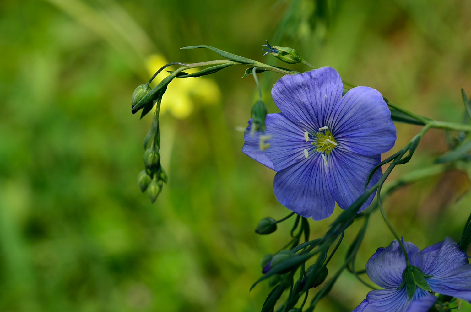Österreichischer Lein (Forum für Naturfotografen)