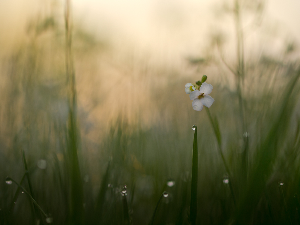 Morgentau (Forum für Naturfotografen)