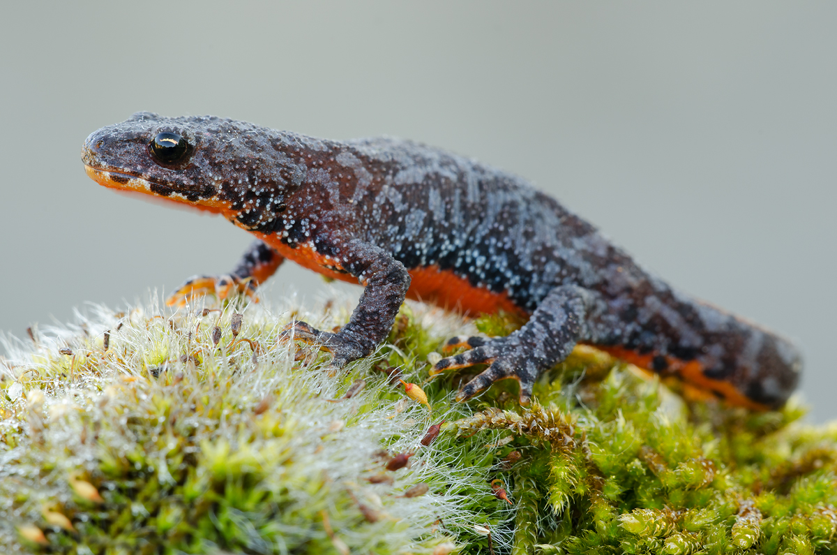 Molch (Forum für Naturfotografen)