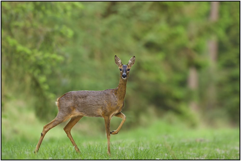 Neugierige Ricke (Forum für Naturfotografen)