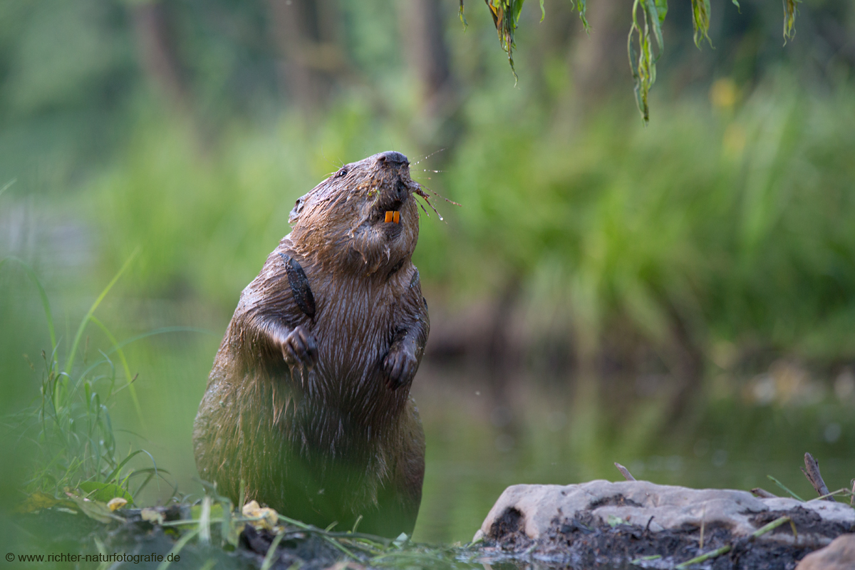 Biber im Muldental (Forum für Naturfotografen)