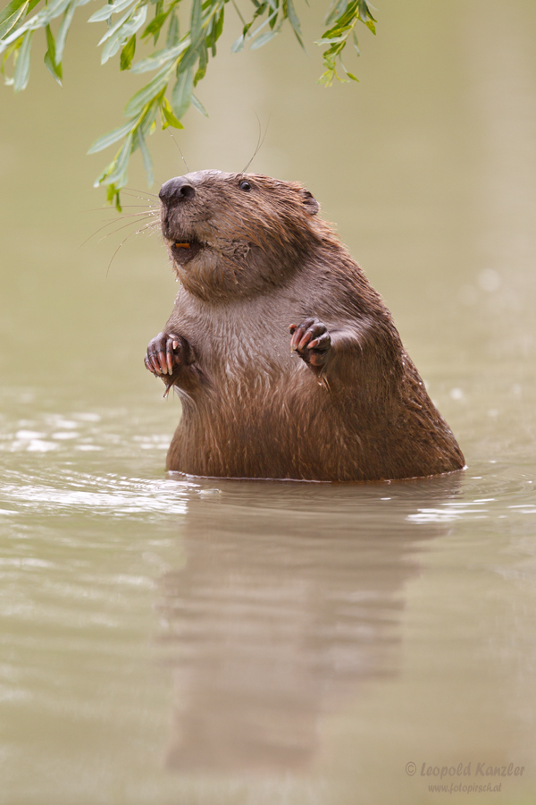 Der kleine Biber… (Forum für Naturfotografen)