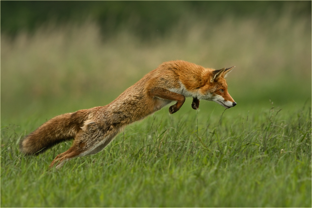 Erwischt (Forum für Naturfotografen)