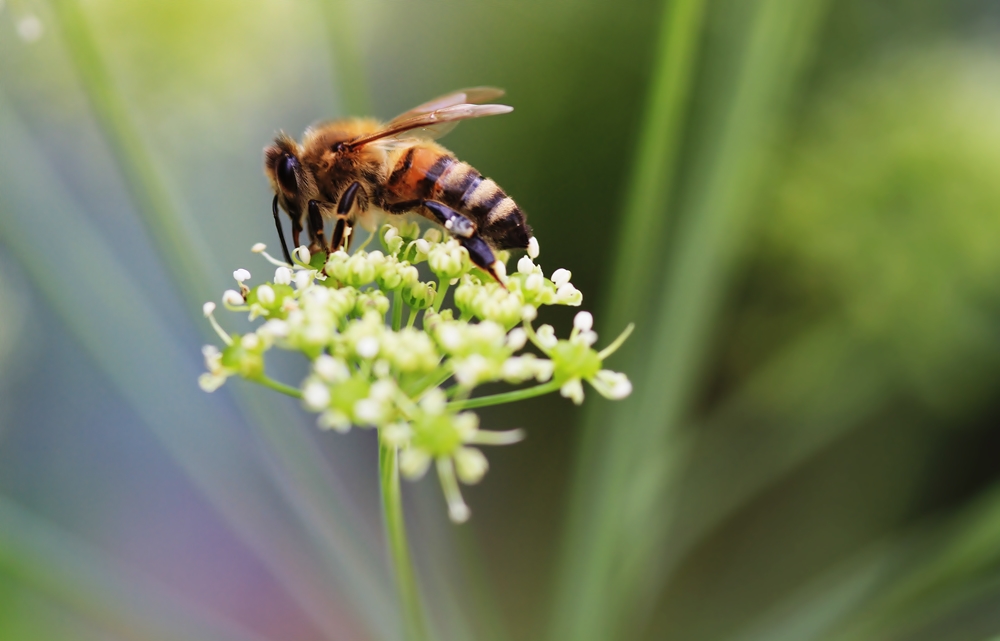 fleissiges Bienchen (Forum für Naturfotografen)