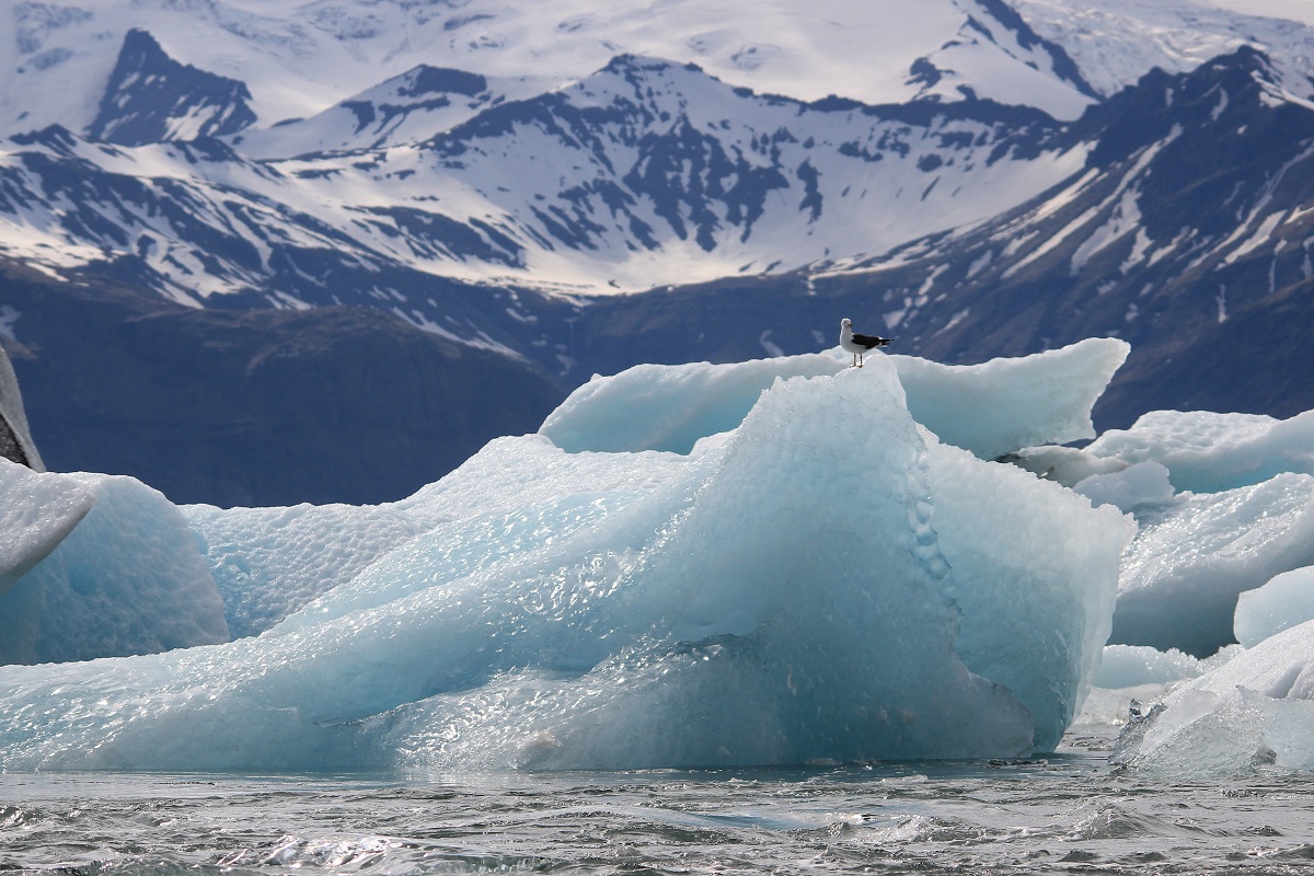 Eiszeit (Forum für Naturfotografen)