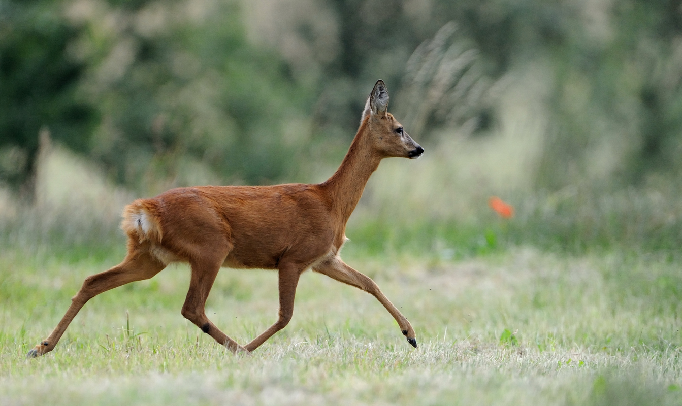 Reh ohne Stress (Forum für Naturfotografen)