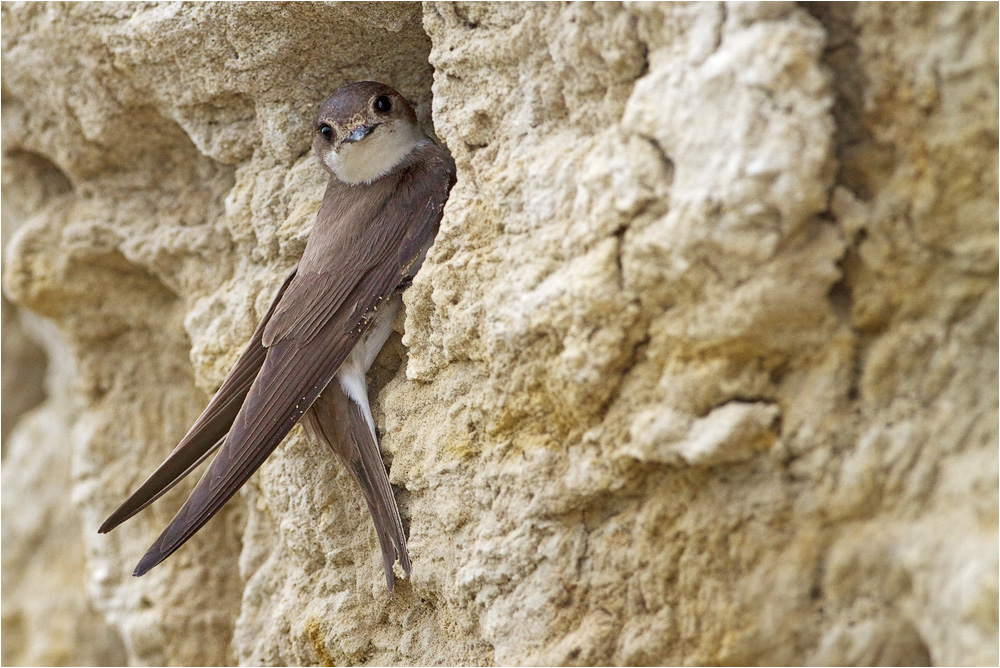 Uferschwalbe (Forum für Naturfotografen)