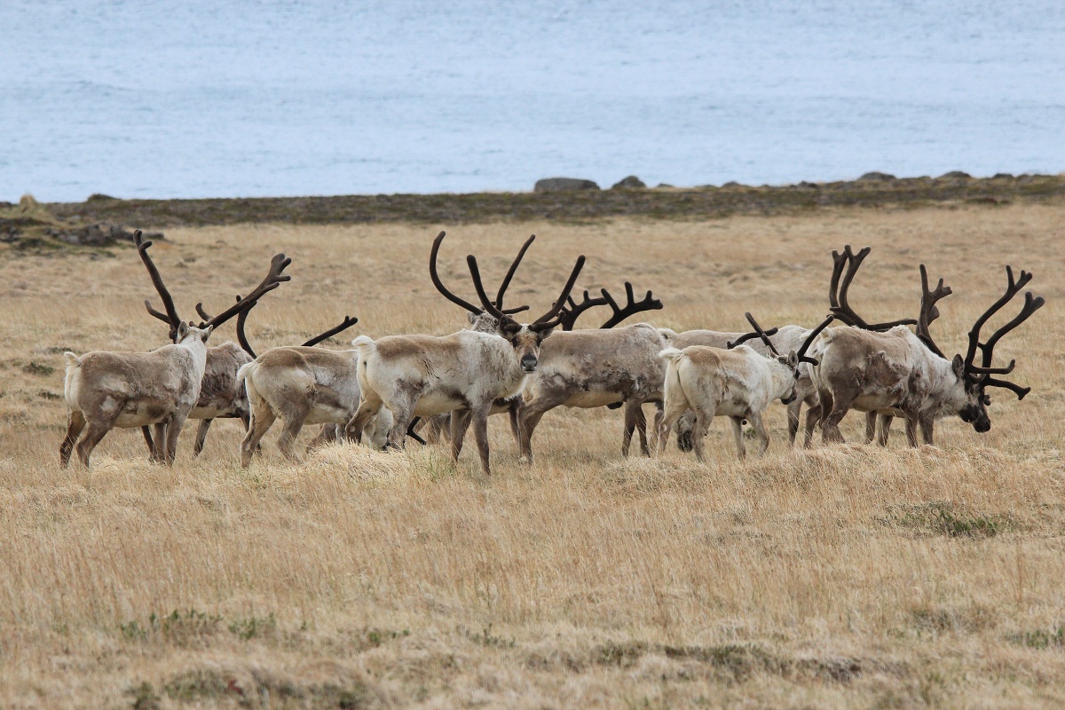 Rentierherde (Forum für Naturfotografen)