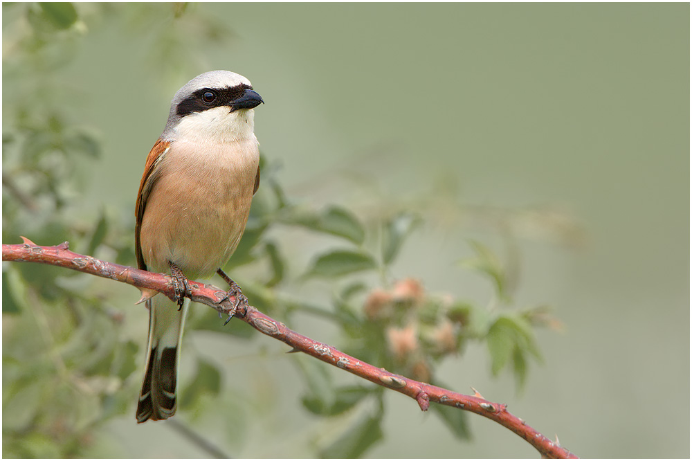 come-and-go-bird (Forum für Naturfotografen)