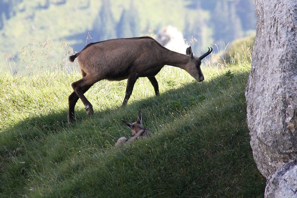 Gamskitz (Forum für Naturfotografen)