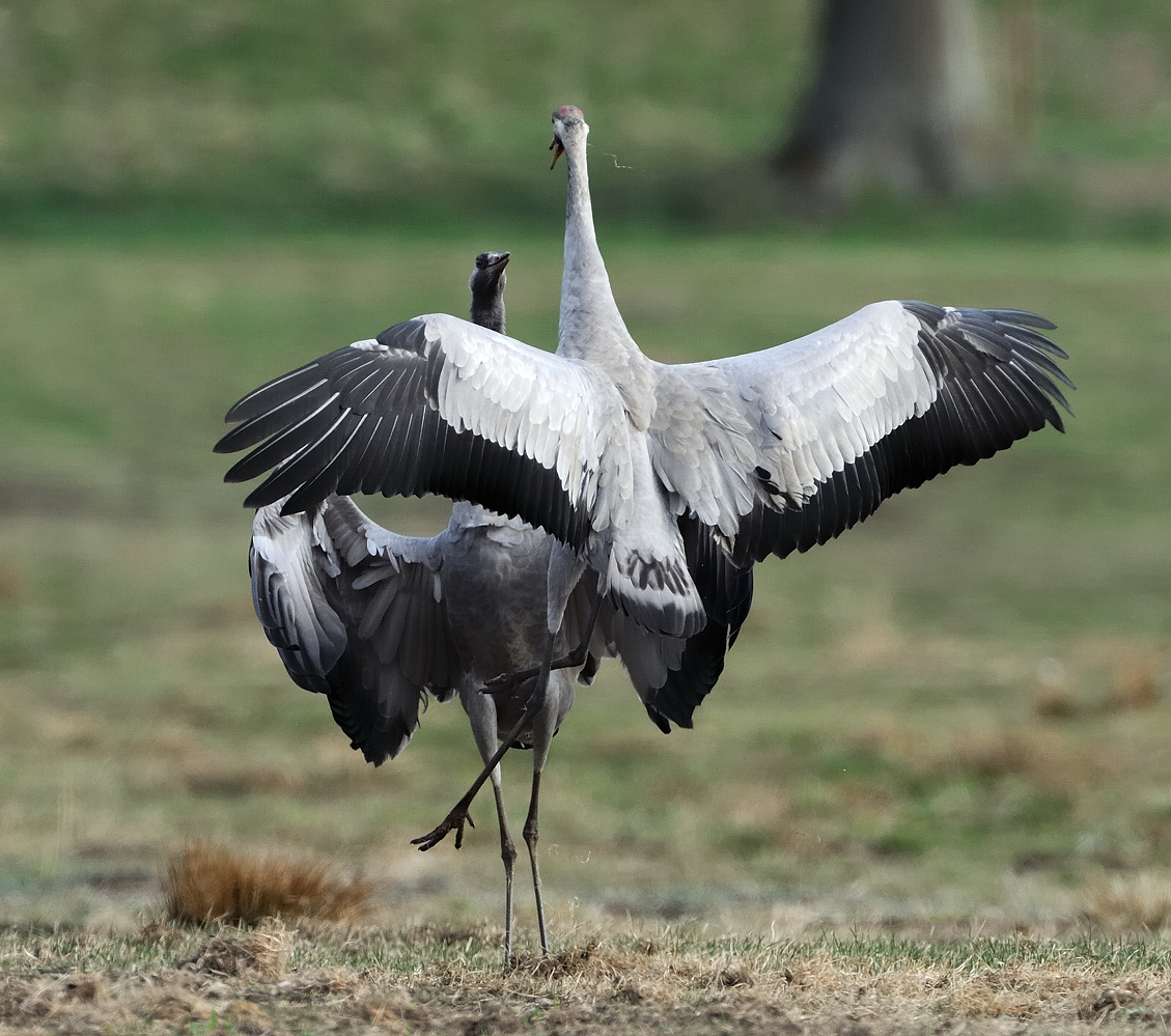Tanz der Kraniche (Forum für Naturfotografen)
