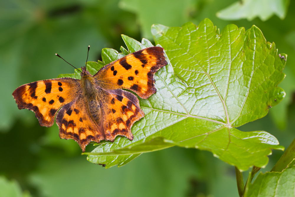 C-Falter (Forum für Naturfotografen)