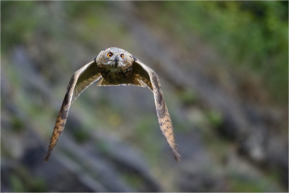 Strabismus convergens (Forum für Naturfotografen)
