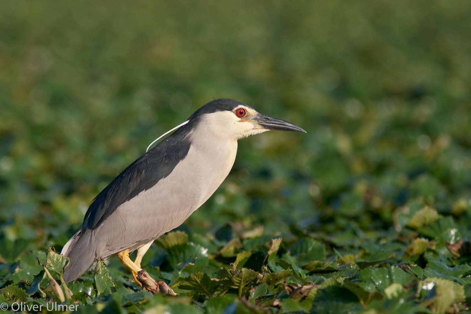 Nachtreiher (Forum für Naturfotografen)