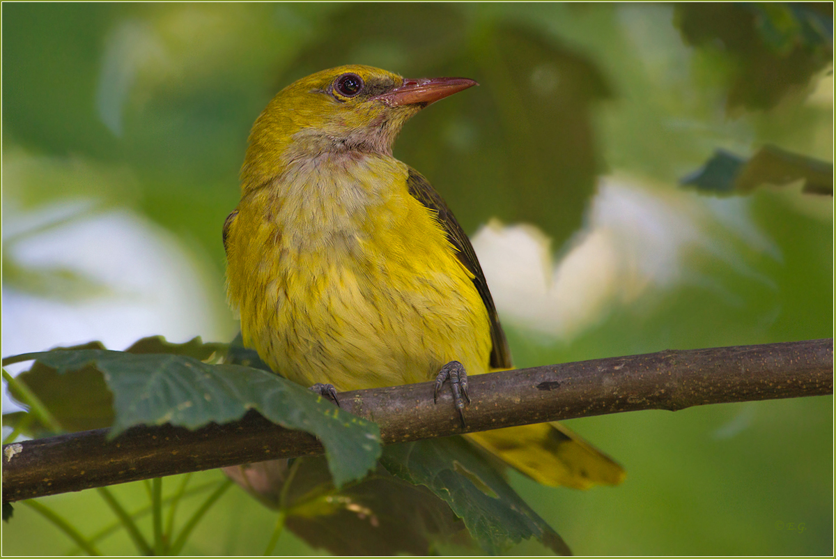 „Pirol-♀ von vorn“ (Forum für Naturfotografen)