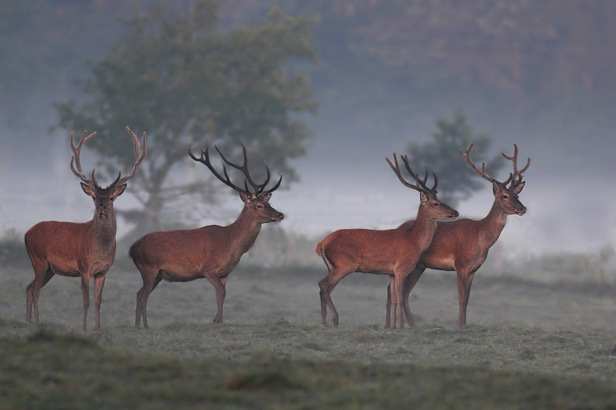 Tierbild des Monats August 2012 (Forum für Naturfotografen)