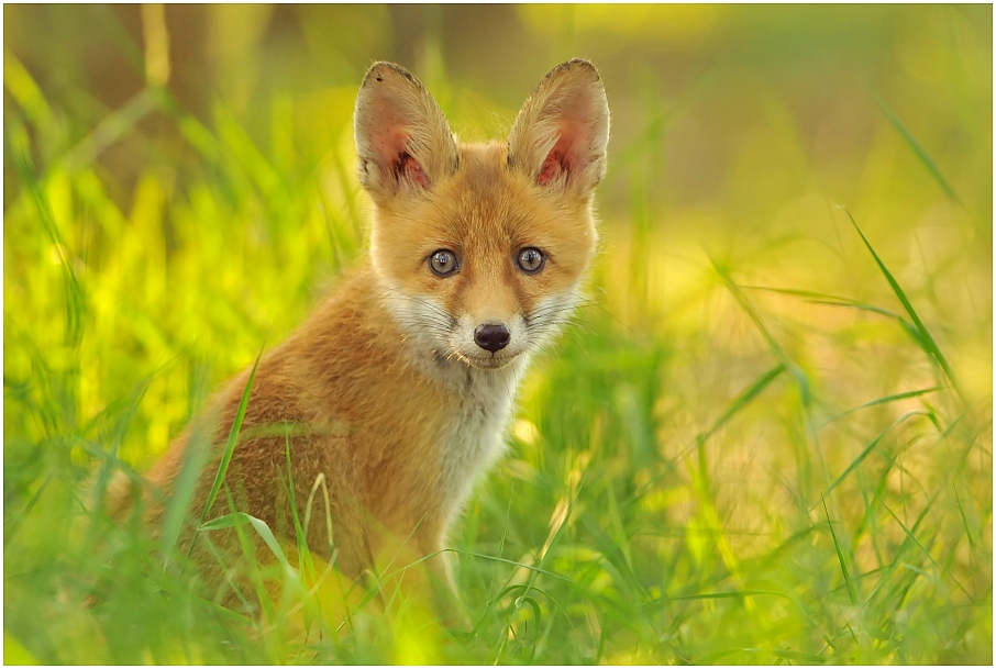 Rückblick (Forum für Naturfotografen)
