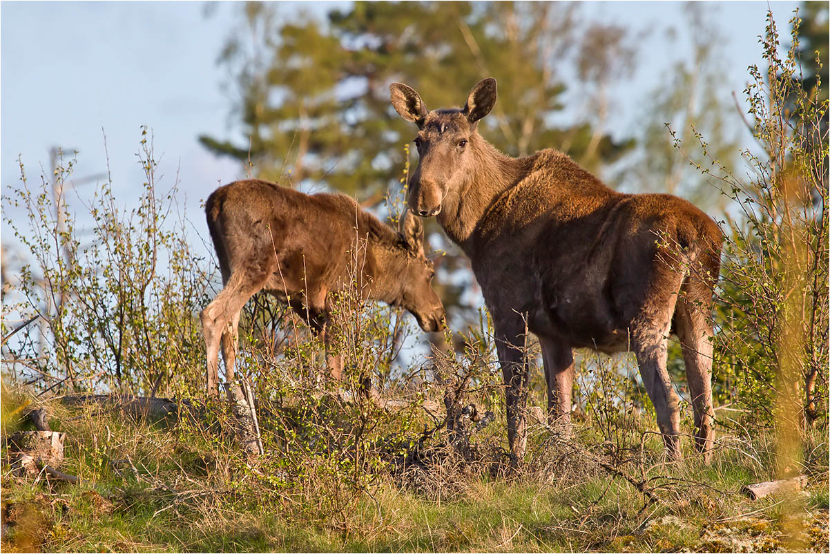 Elchkuh mit Kalb (Forum für Naturfotografen)