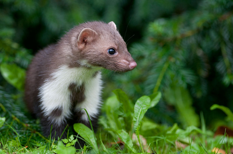 Steinmarder (Forum für Naturfotografen)