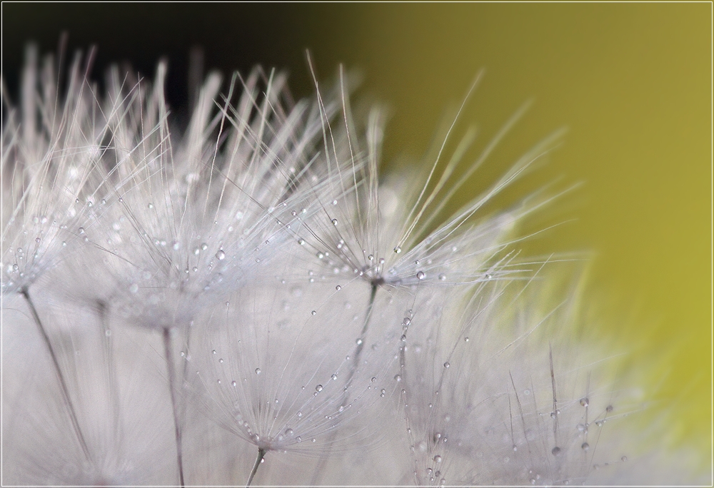 Pusteblumen (Forum für Naturfotografen)
