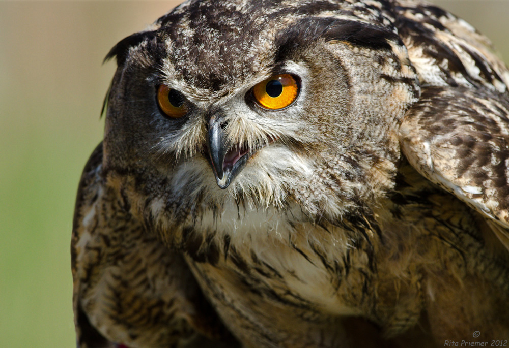Bubo bubo (Forum für Naturfotografen)