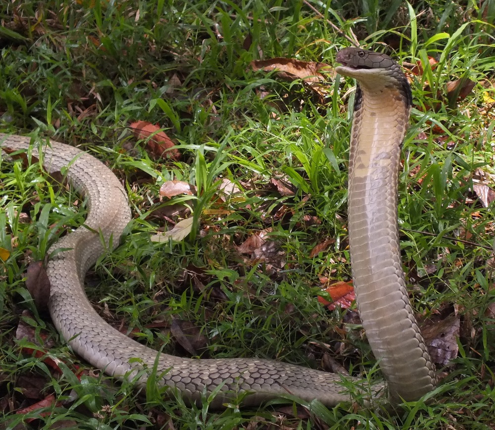 Königskobra (Forum für Naturfotografen)