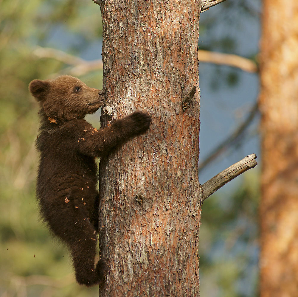 Baumsteiger (Forum für Naturfotografen)