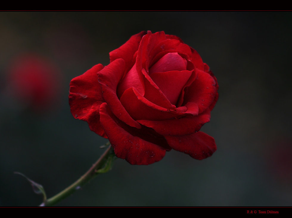 nur eine...Rose (Forum für Naturfotografen)